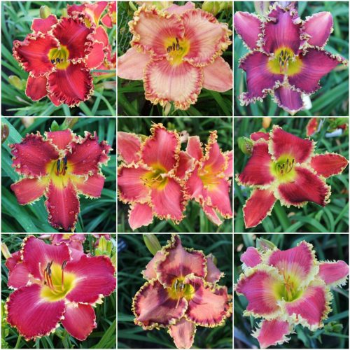 David & Val Jean Hansen’s Intros – Keast Daylily Gardens