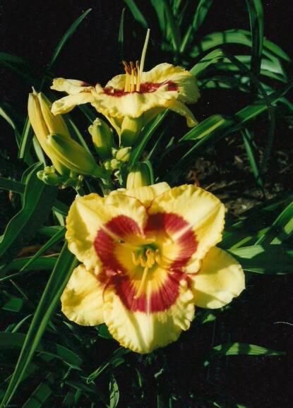 MONTERREY JACK – Keast Daylily Gardens